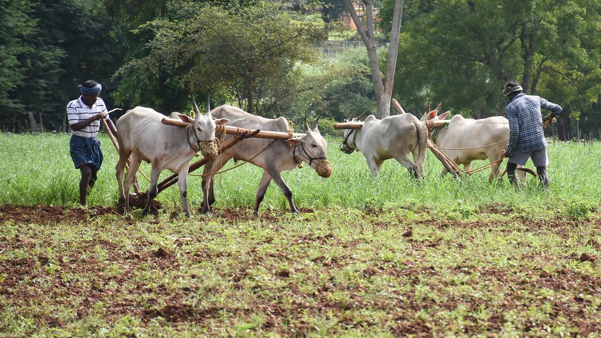 Farmers demand statutory guarantee on MSP for agricultural produce ...