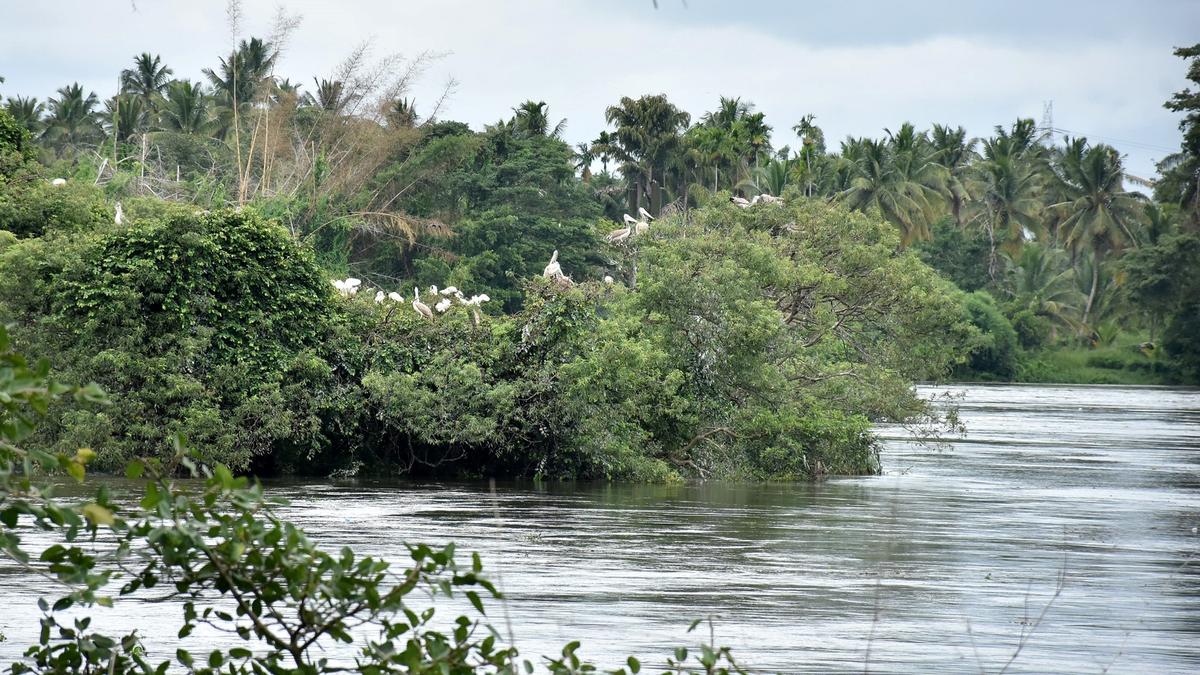 Ranganathittu Bird Sanctuary is now a Ramsar site - The Hindu