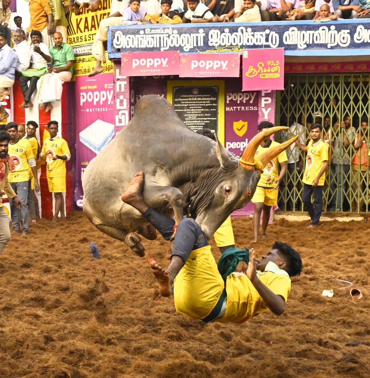 Chief Minister presents gold rings, coins to bull tamers and owners at ...