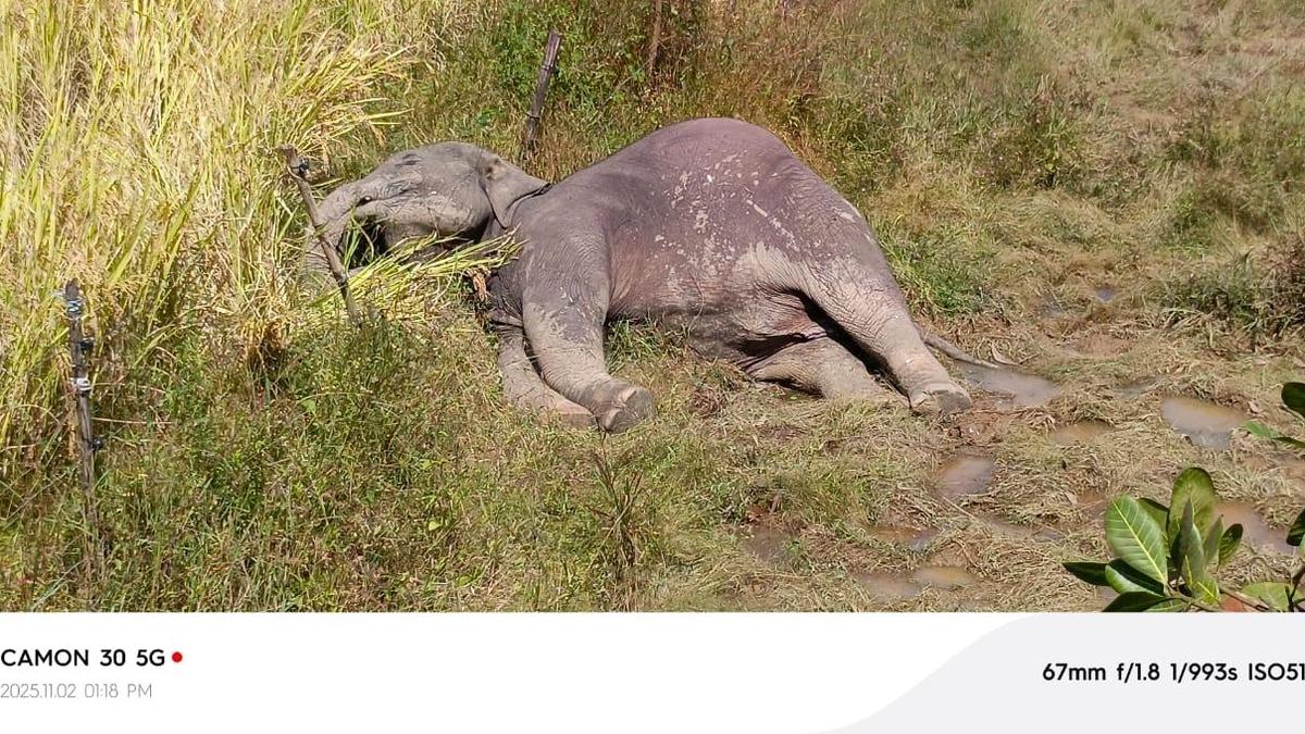 Two wild elephants electrocuted in Belagavi district - The Hindu