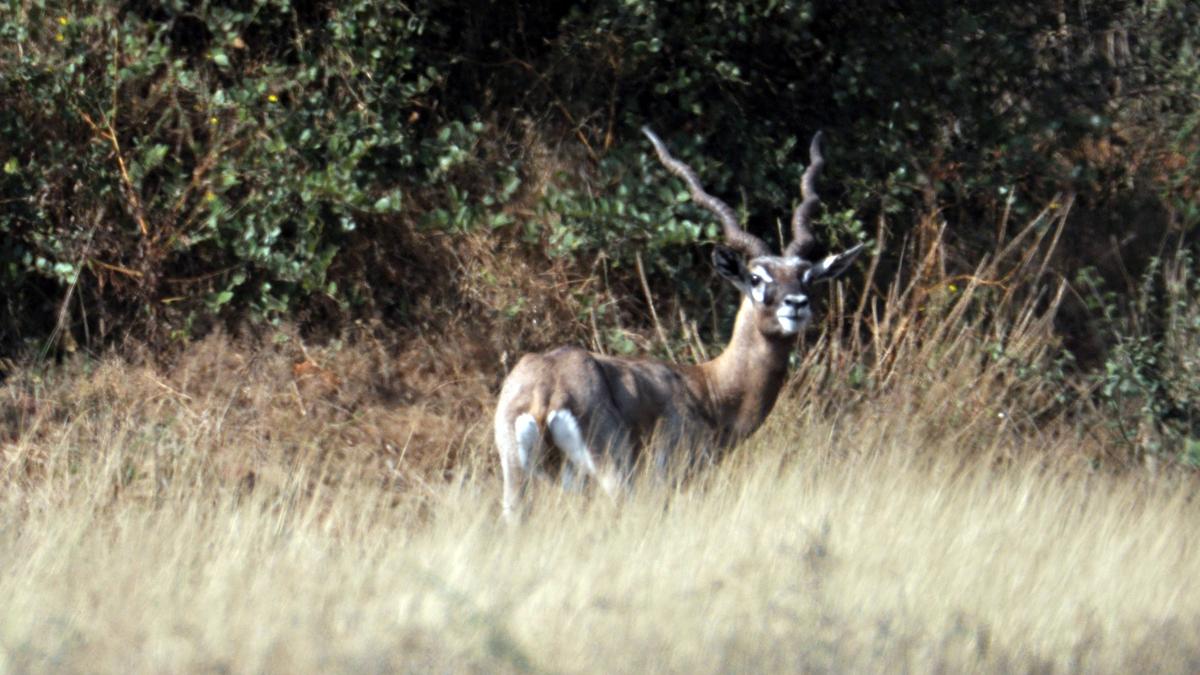 Ecotourism, Butterfly Festival planned in Vallanadu Blackbuck Sanctuary ...