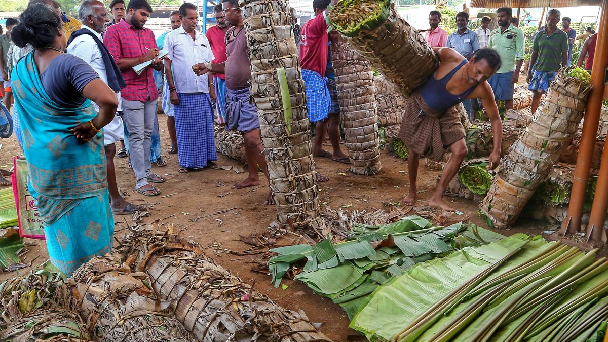Banana leaf props up economy of Tamil Nadu’s Batlagundu - The Hindu