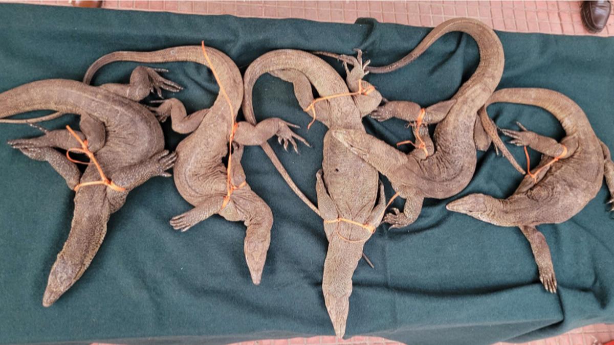 Three arrested for trying to sell monitor lizards - The Hindu