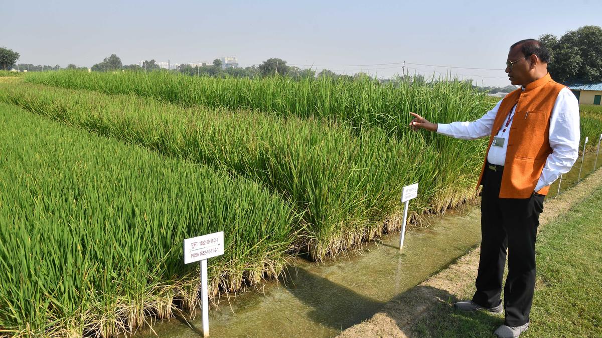 Kalanamak rice, ‘Buddha’s gift to people’, is now small, strong - The Hindu