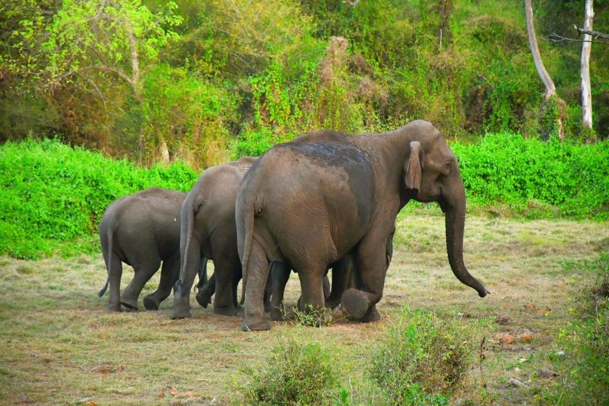 Bhadra Tiger Reserve: A paradise for scientists, tourists and ...