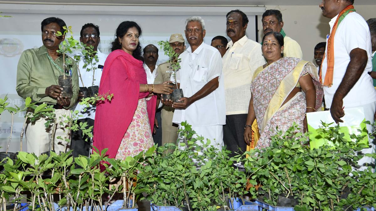 Farmers from Chinnamanur, Cumbum, Uthamapalayam told to grow avocado ...