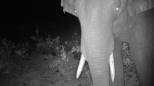 Forest Dept. staff locate elephant in distress near Anaikatti after 12 ...