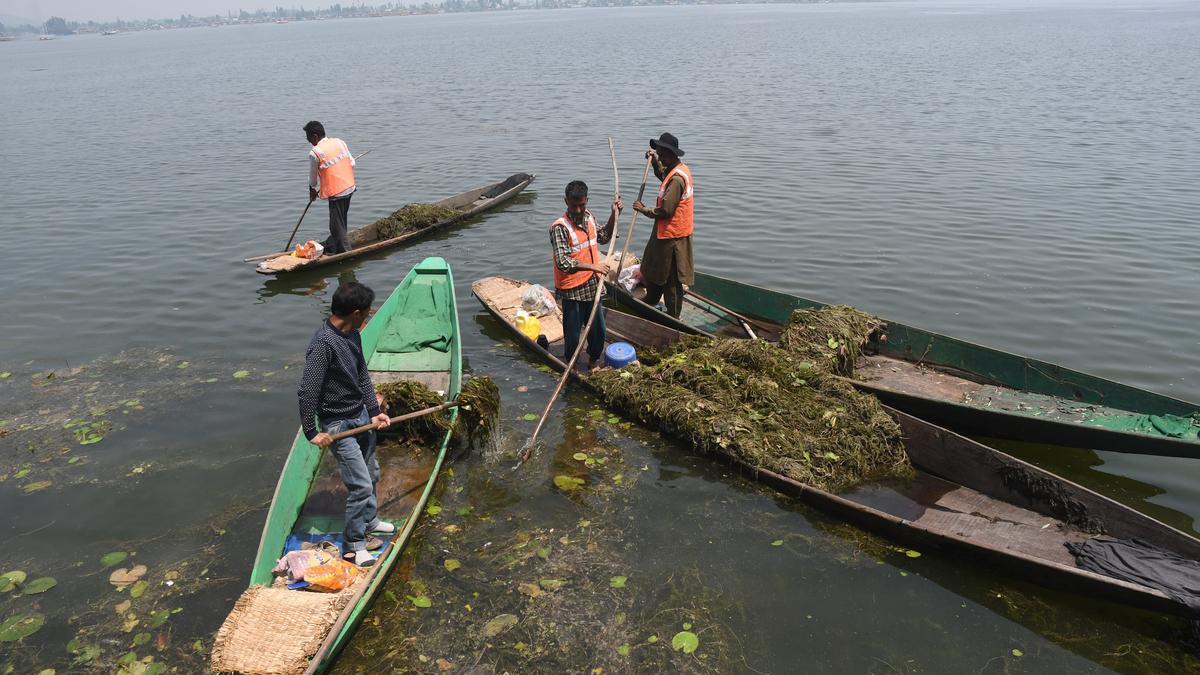 Dal Lake: a polluted wasteland that can no longer support native species - The Hindu