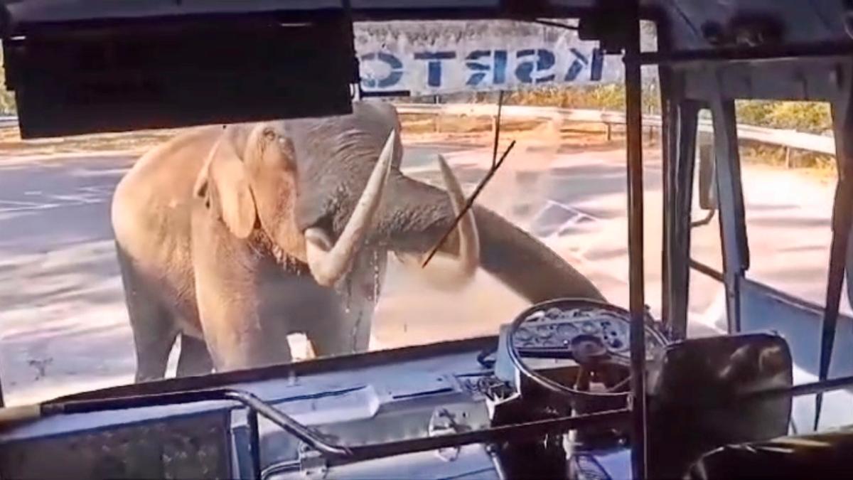 Musth period over, wild tusker Padayappa back in its normal behaviour ...