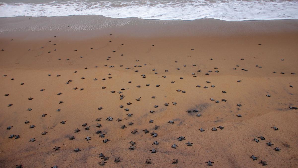 Millions of Olive Ridley turtles crawl towards sea along Odisha coast ...