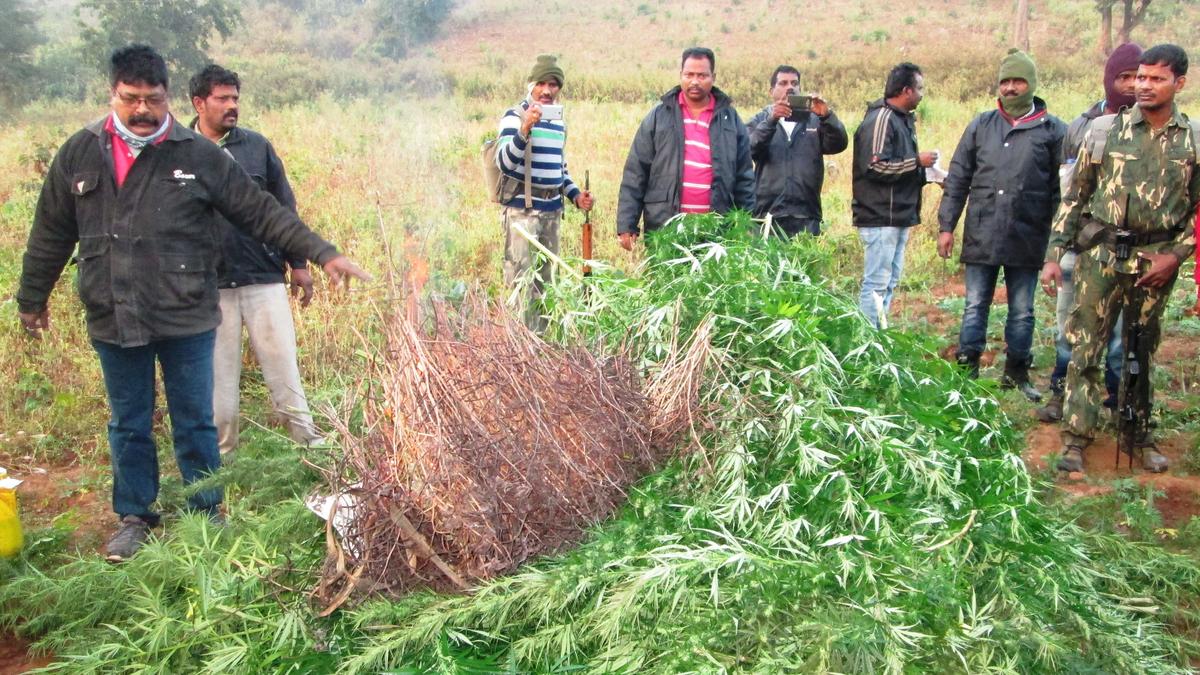 10,000 acres of ganja plantations destroyed in Andhra Pradesh in 2023 ...