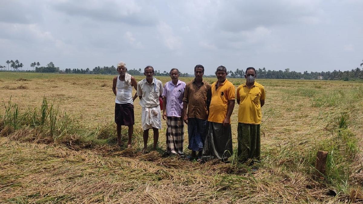 No-pesticide farming yields rich yield in Kuttanad - The Hindu
