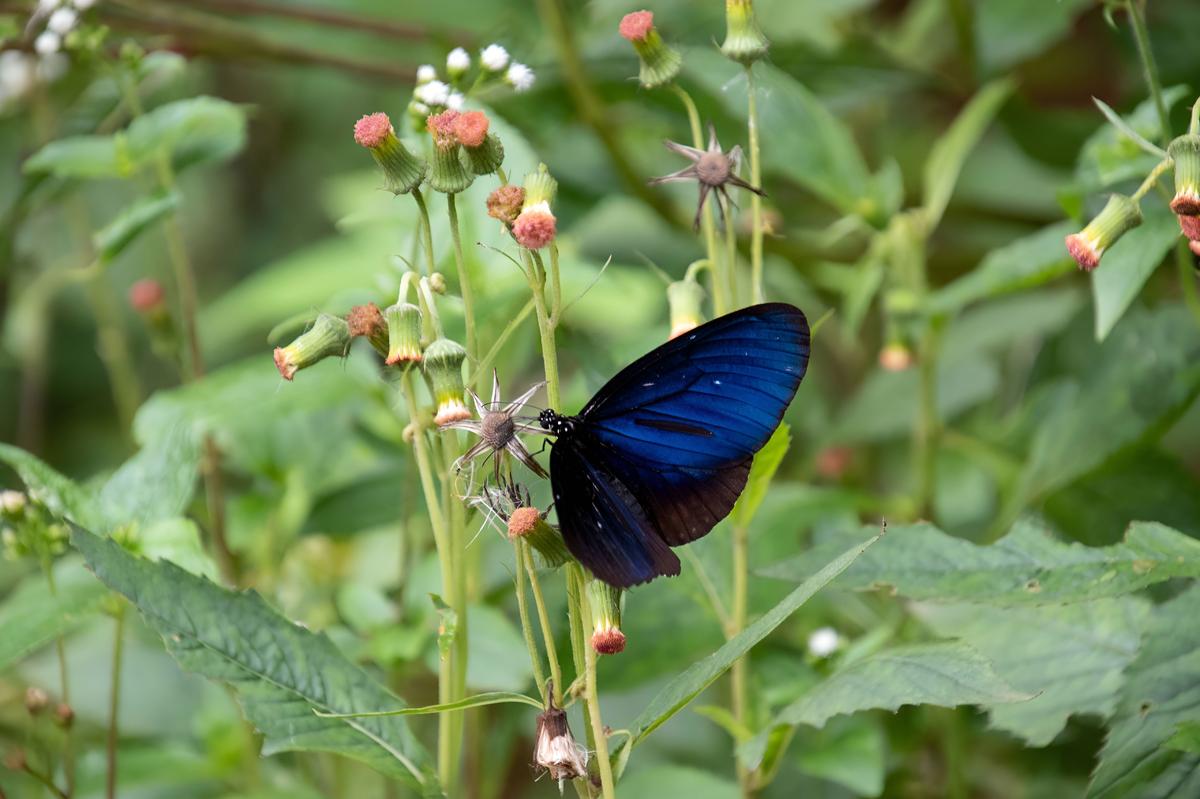 butterflies can be distinctly diabolical - The Hindu