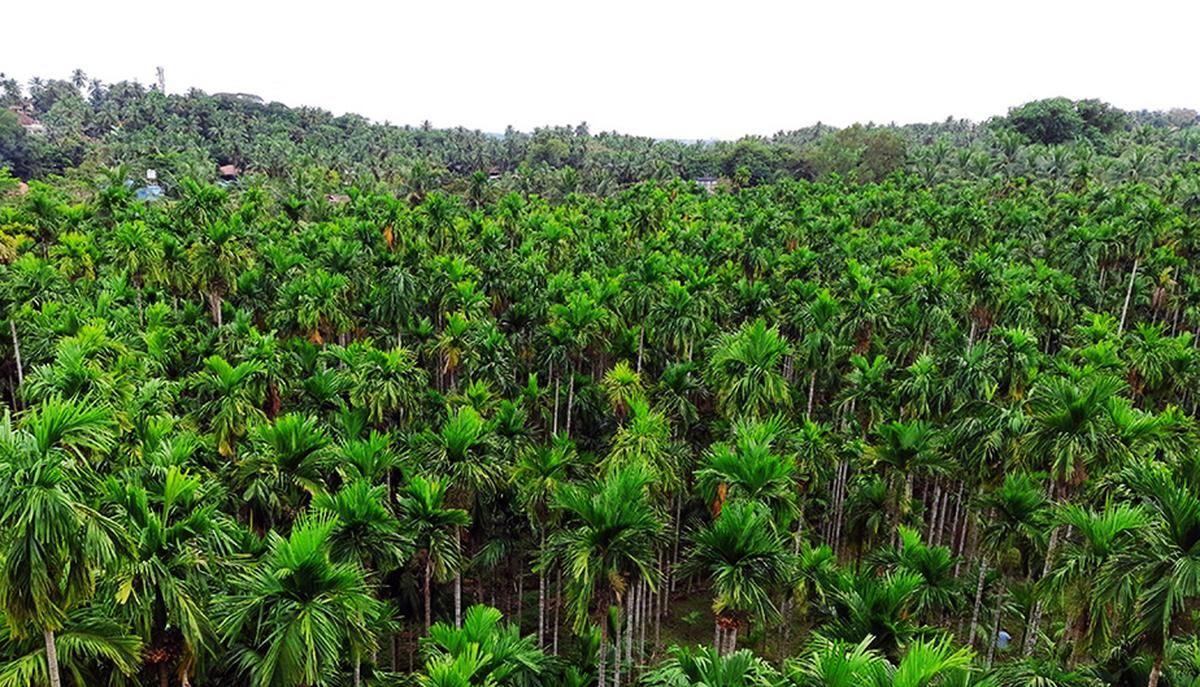 Govt. releases ₹4 crore for controlling leaf disease in arecanut plants ...