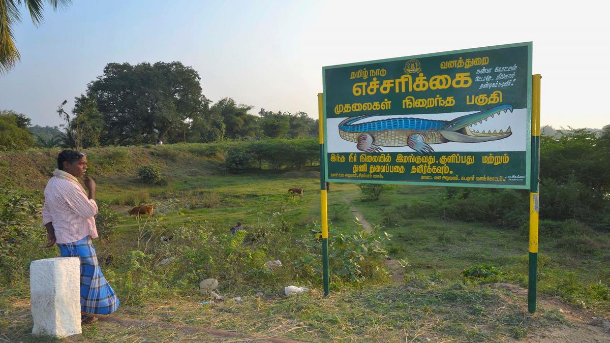 Boy killed in crocodile attack at Chidambaram - The Hindu