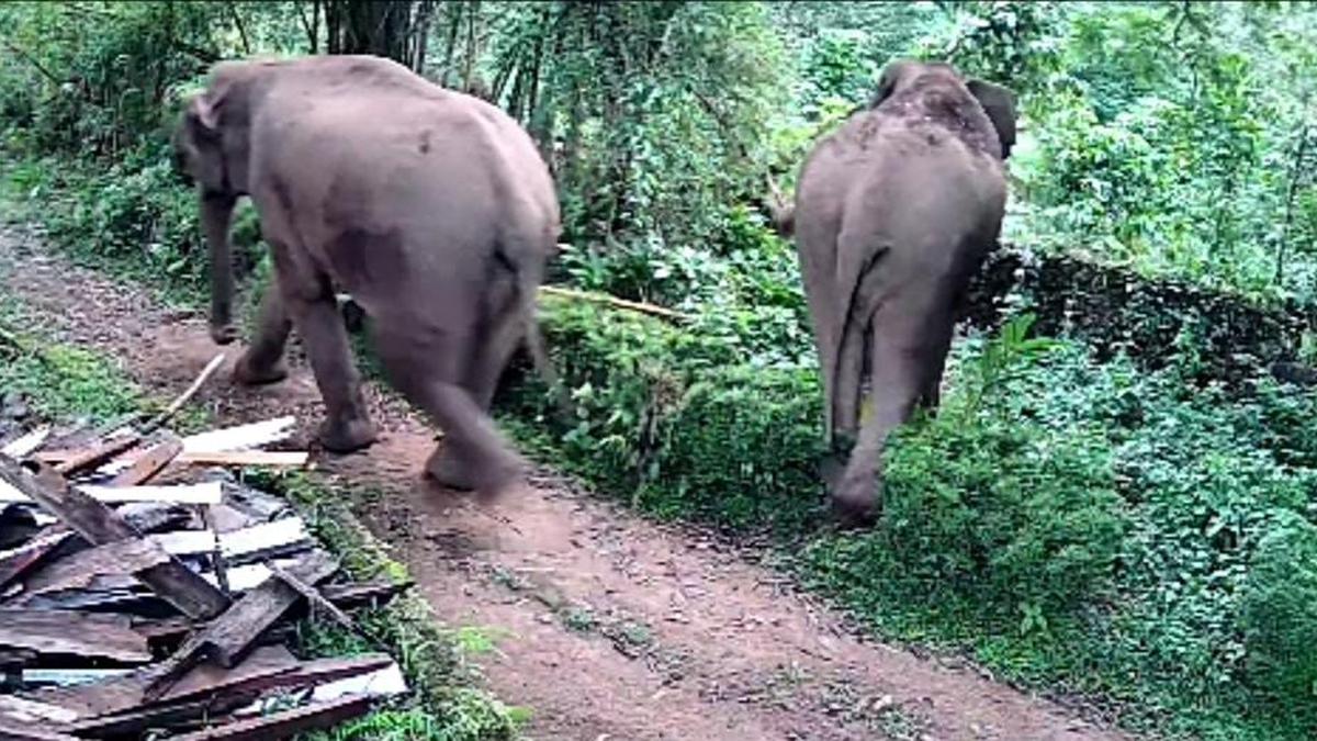 Wild elephant herd camps near school at Peerumade, triggers panic - The ...