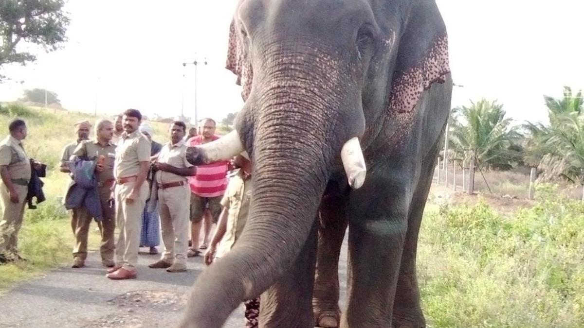 Two kumkis to be deployed to tame elephant that killed farmer at Talavadi - The Hindu