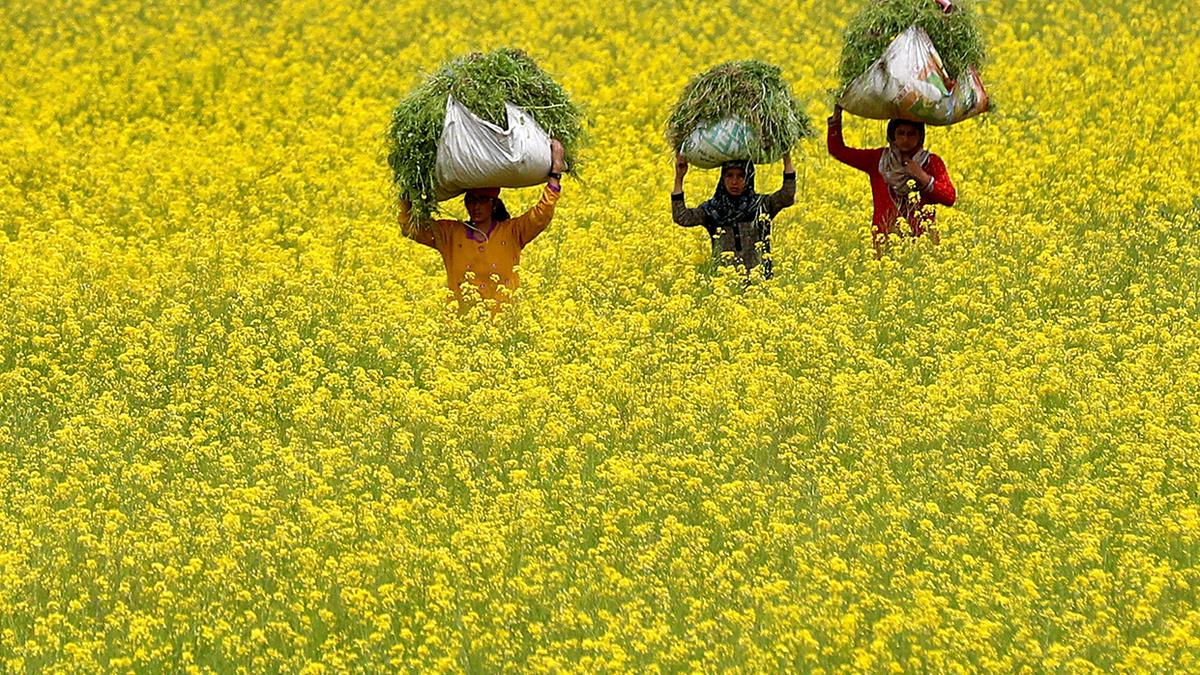 Centre must present correct information to Supreme Court on GM mustard, say scientists and ...
