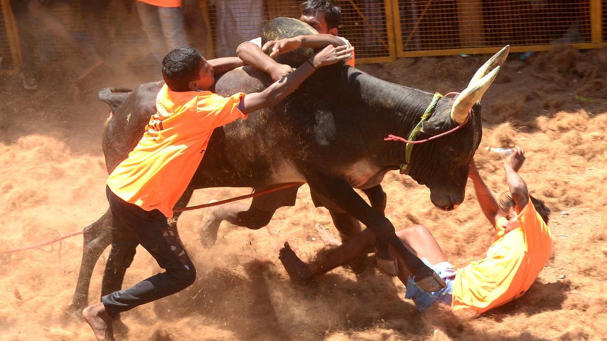 40 injured in jallikattu - The Hindu