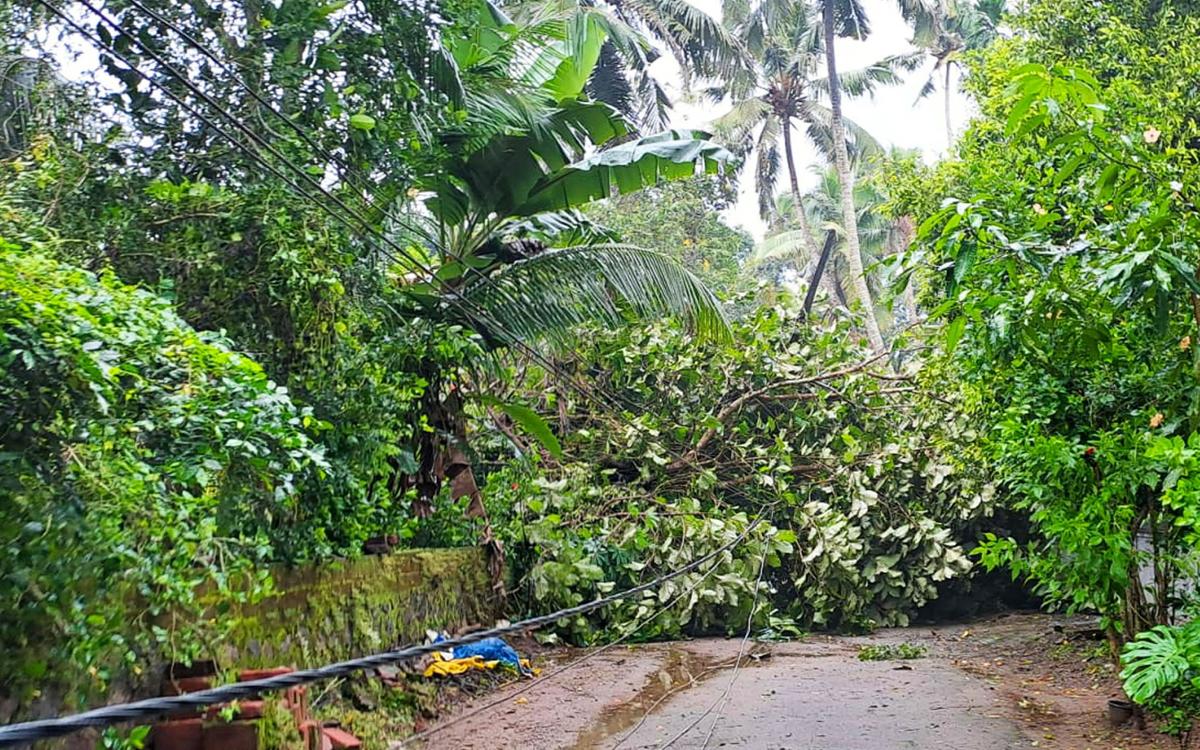 Houses damaged, trees uprooted as whirlwind lashes Thrissur - The Hindu