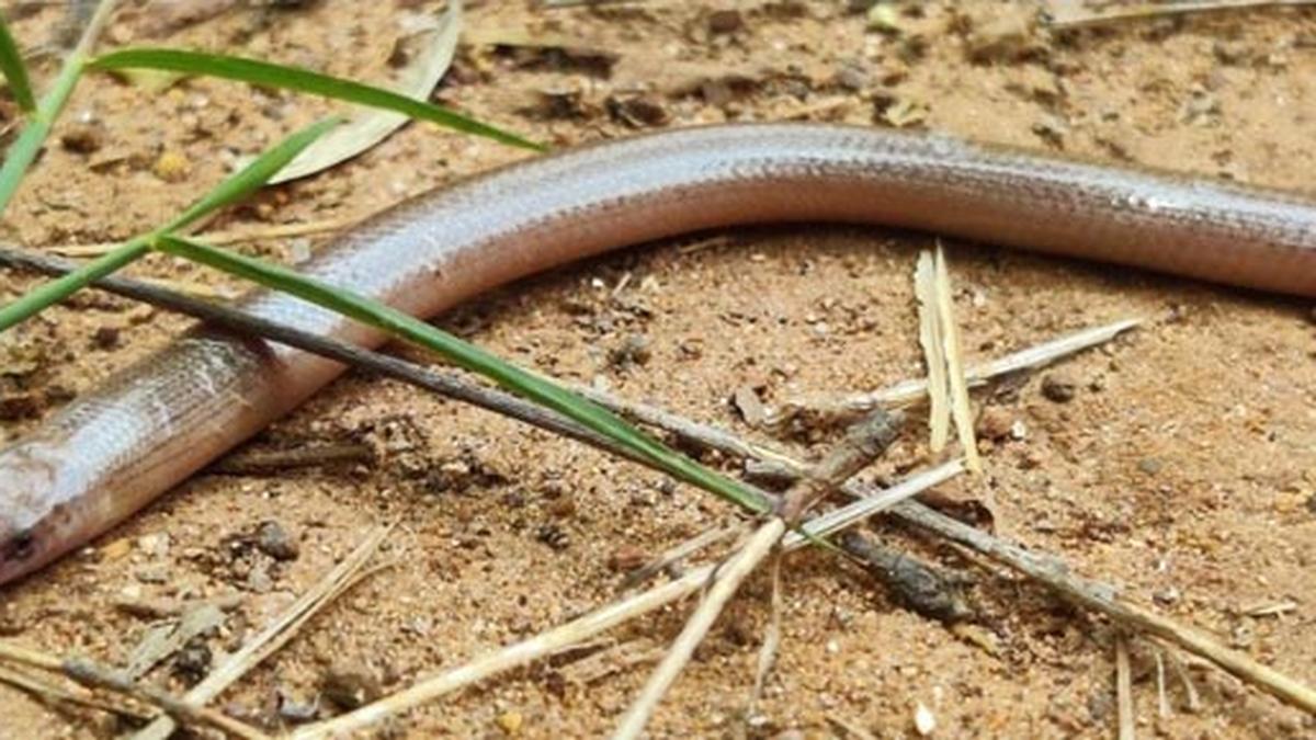 Barkudia limbless skink sighted at Kambalakonda Wildlife Sanctuary in ...