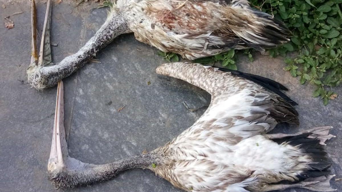Spot-billed pelicans found dead in Muthannankulam in Coimbatore - The Hindu