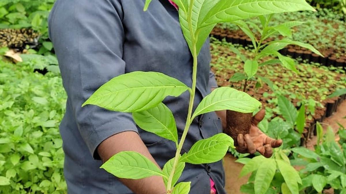 Coir fibre root trainers, developed by Kerala Forest Research Institute ...