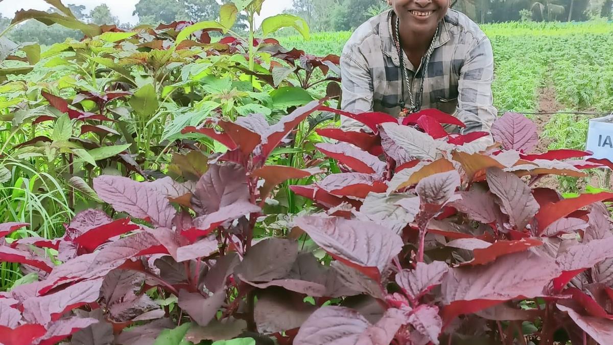 Kisan Swaraj Sammelan to be held in Mysuru in November - The Hindu