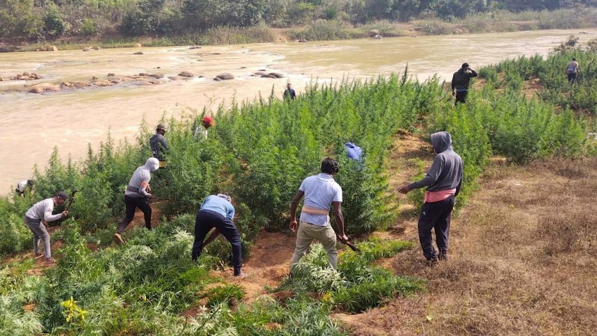 Andhra Pradesh: area of ganja cultivation shrunk from 14,000 to 800 ...