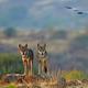 Scientists track longest wolf trek across Europe through its droppings ...