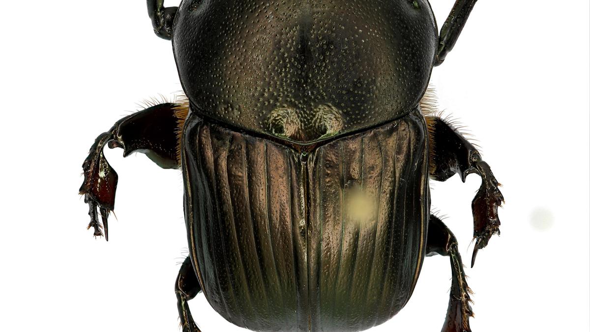 New species of dung beetle discovered in Hesaraghatta Grasslands - The ...