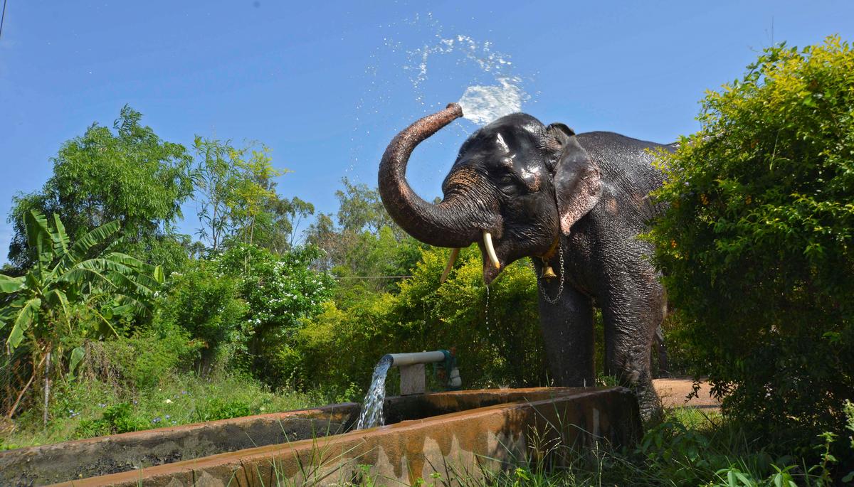 Sacred and shackled: Tamil Nadu’s temple elephants - The Hindu