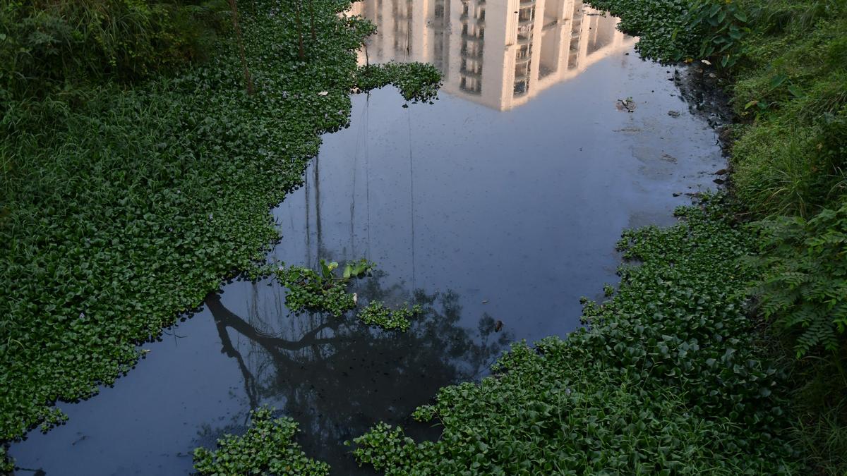 Faecal contamination in two city canals reaches alarming levels - The Hindu