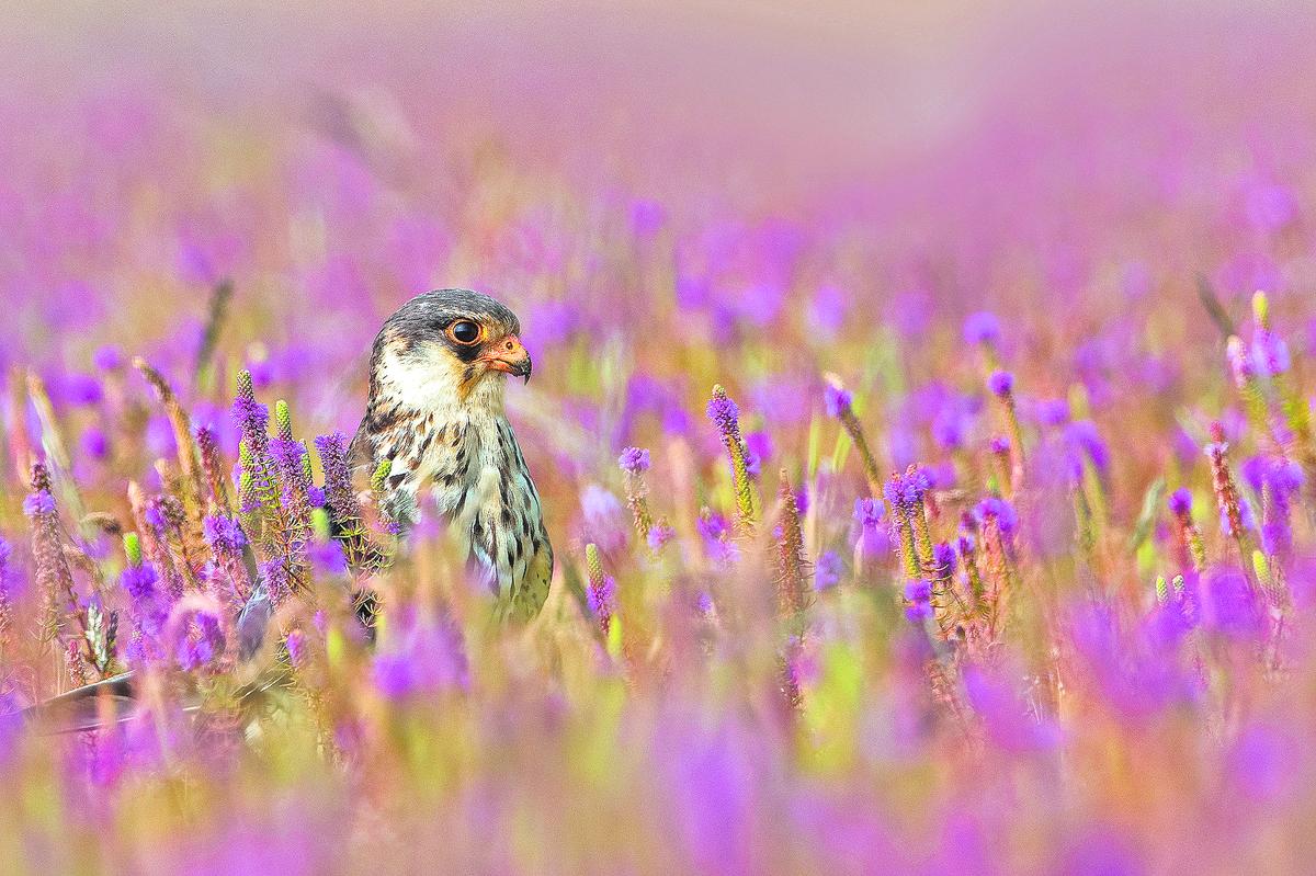 Flock of migratory Amur Falcon arrives in Arunachal district - The Hindu