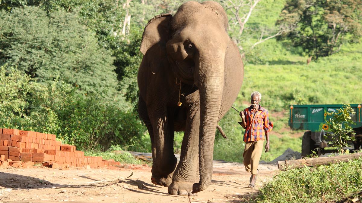 At 67, Selvi is an ever youthful matriarch of Kozhikamuthi elephant ...