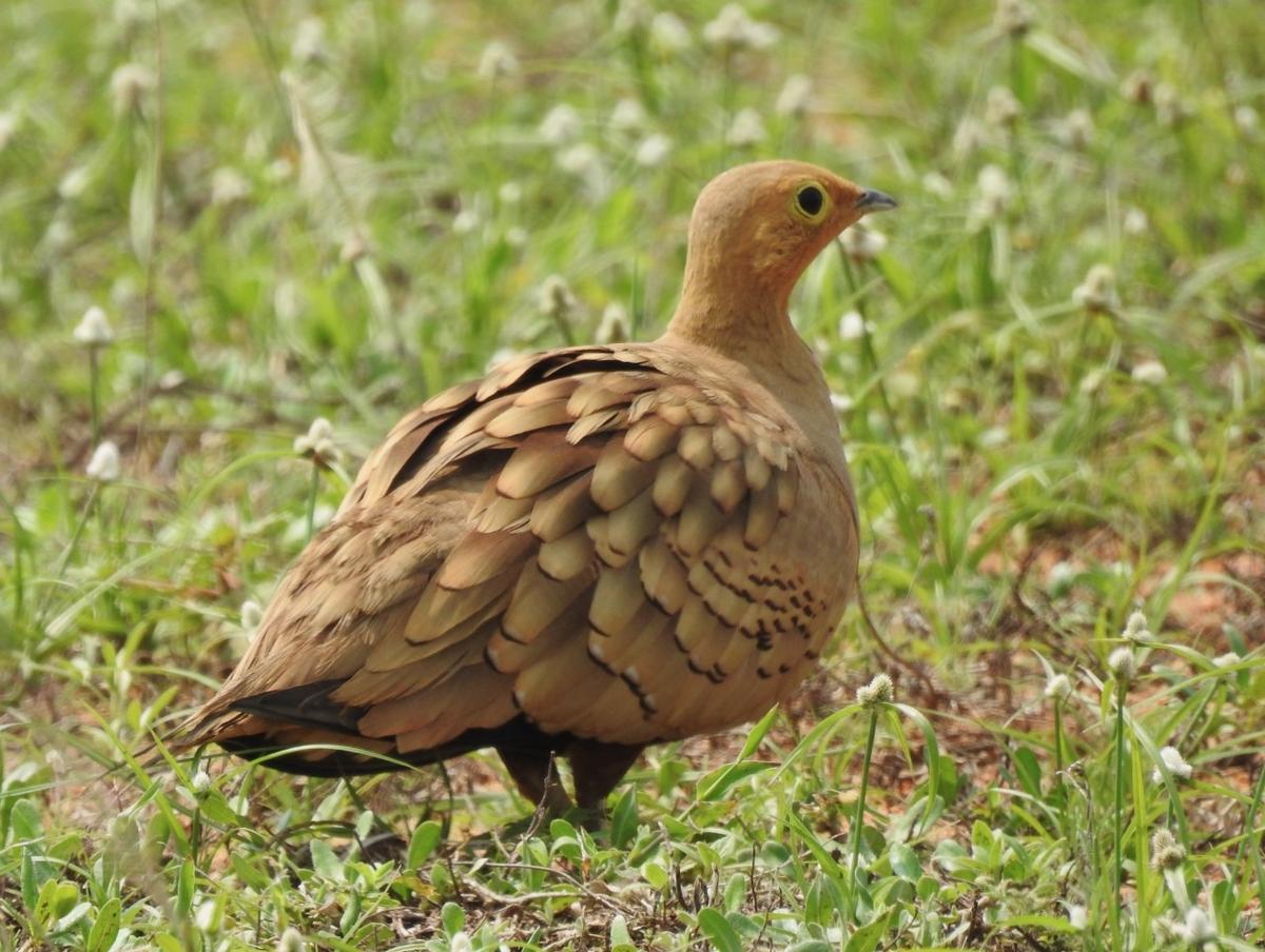 Rainy winter weather draws exotic birds to Tiruchi’s regional ...