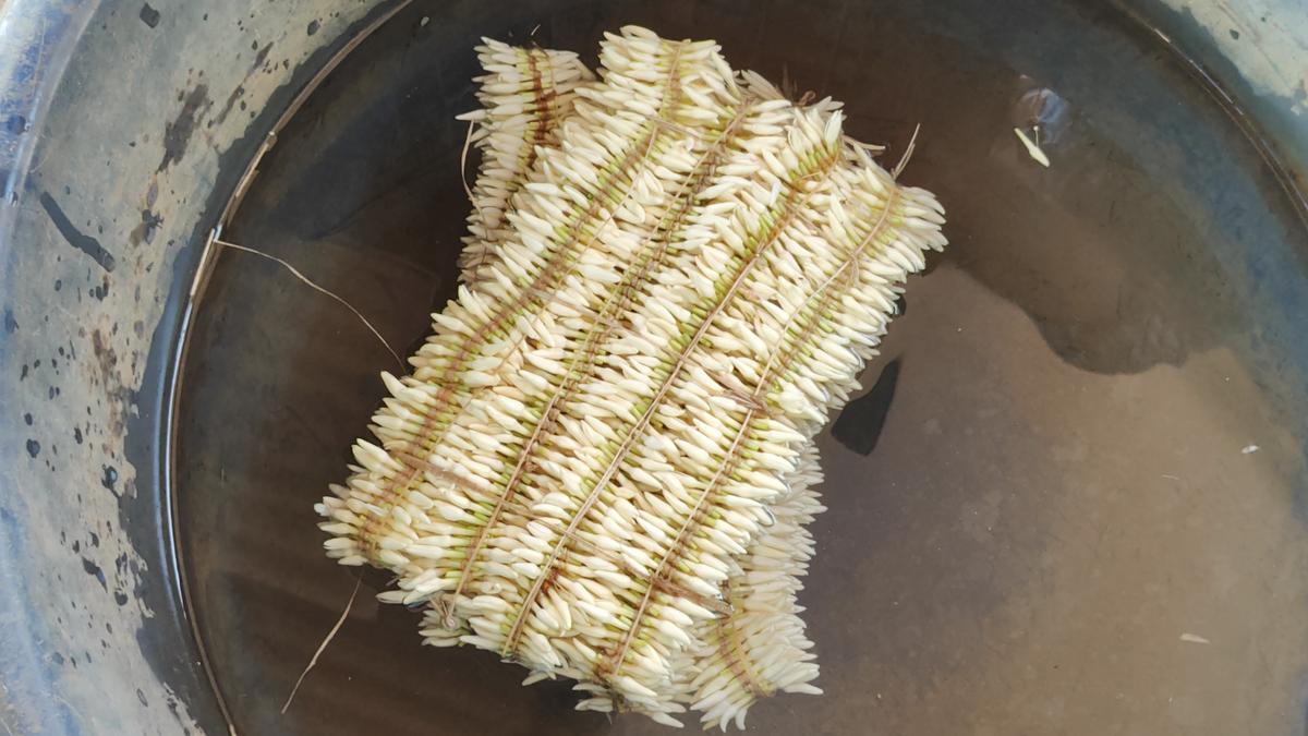 As prices of Udupi mallige plummet, a small Christian community pins ...