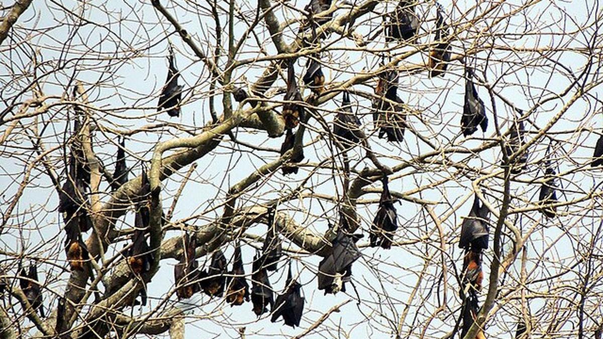 Five districts in Kerala to be on alert against Nipah in view of mating ...