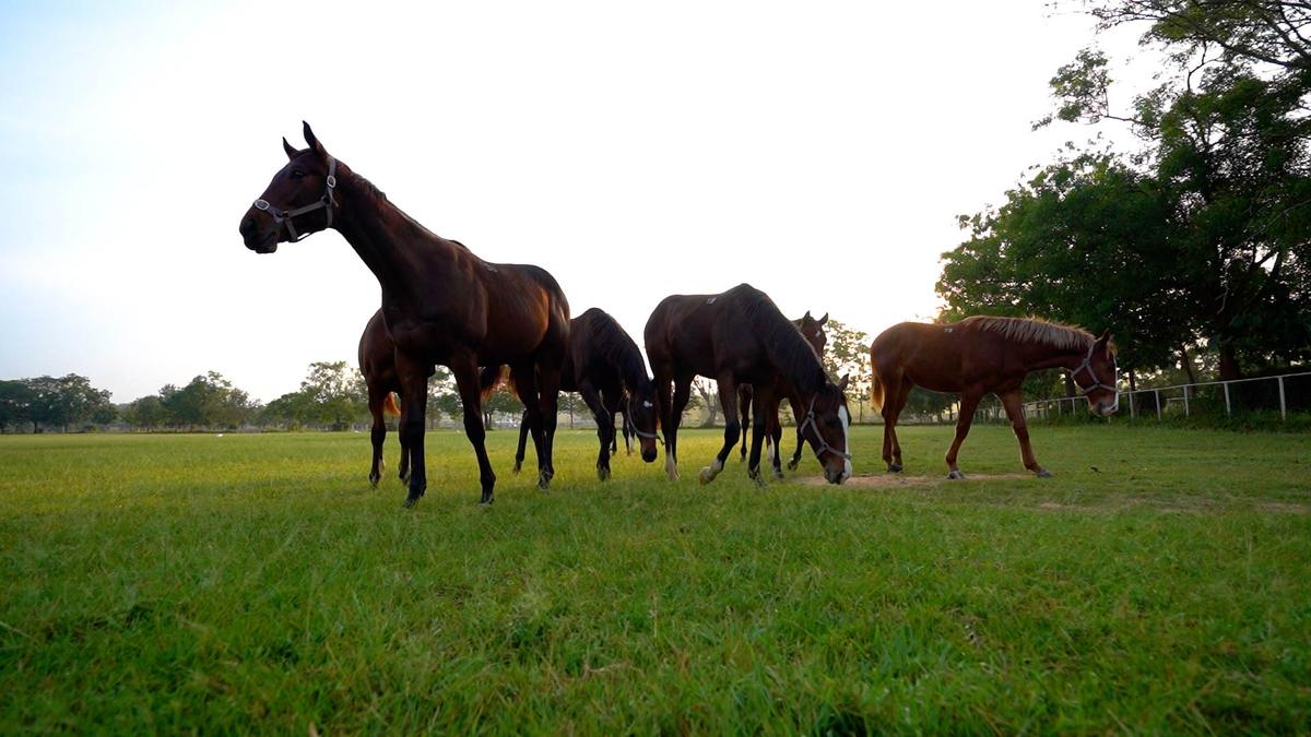 Why is there resistance to converting Kunigal Stud Farm into a township ...