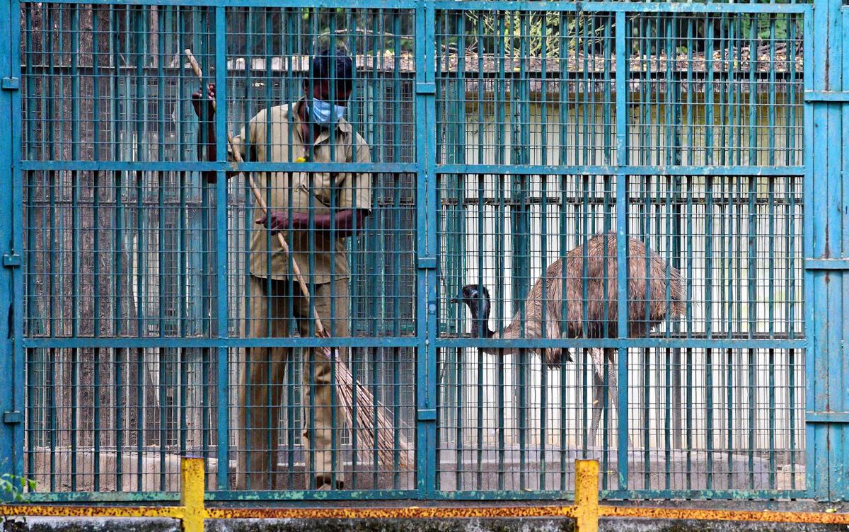 Indian zoos: the good, bad and ugly - The Hindu