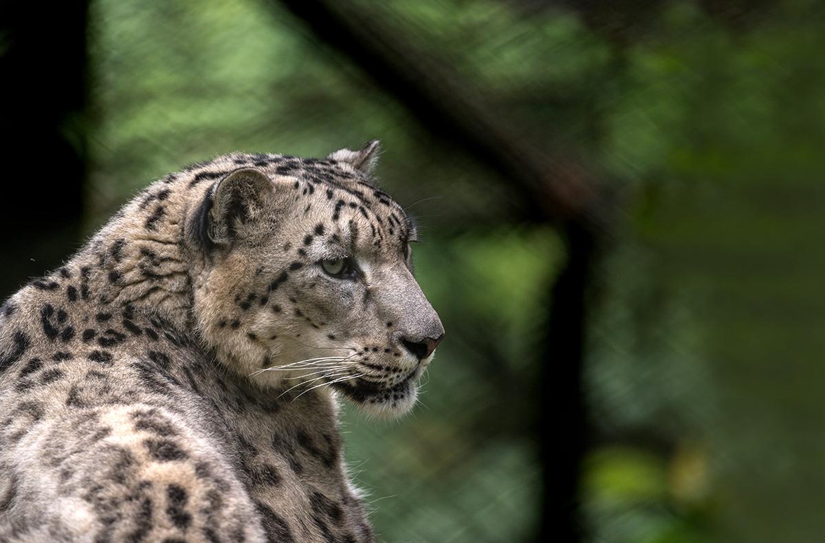 Indian zoos: the good, bad and ugly - The Hindu