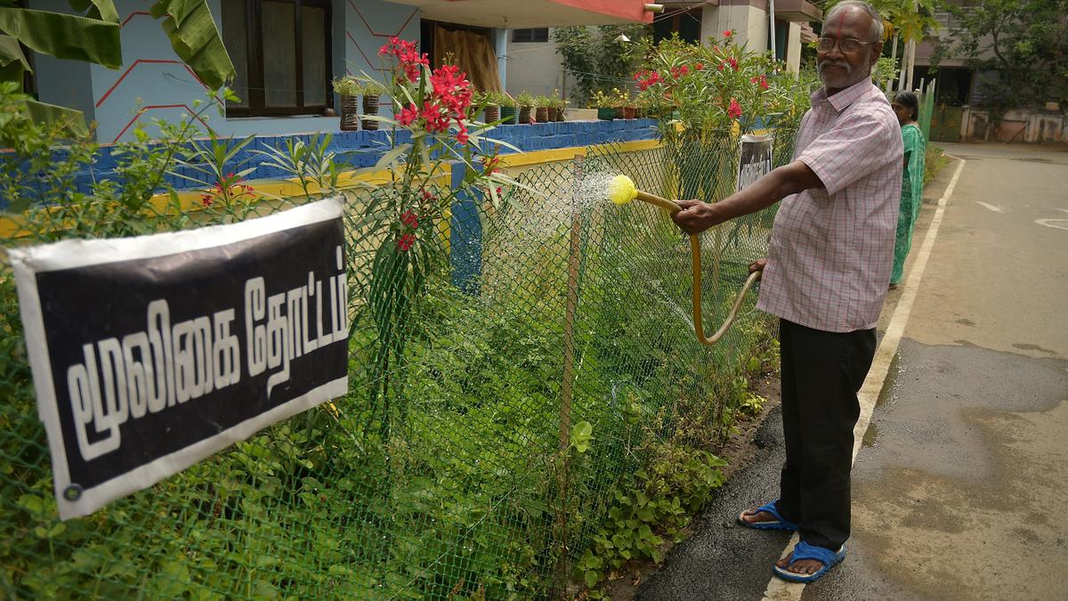Roadside garden gives street a pretty edge - The Hindu