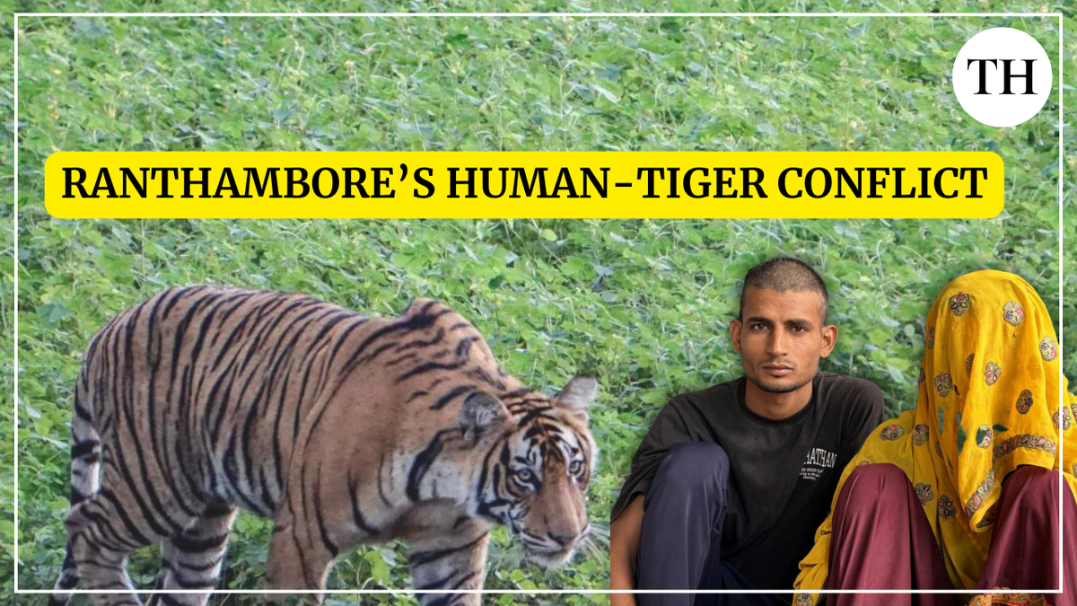 Ranthambore’s human-tiger conflict. Watch Video - The Hindu