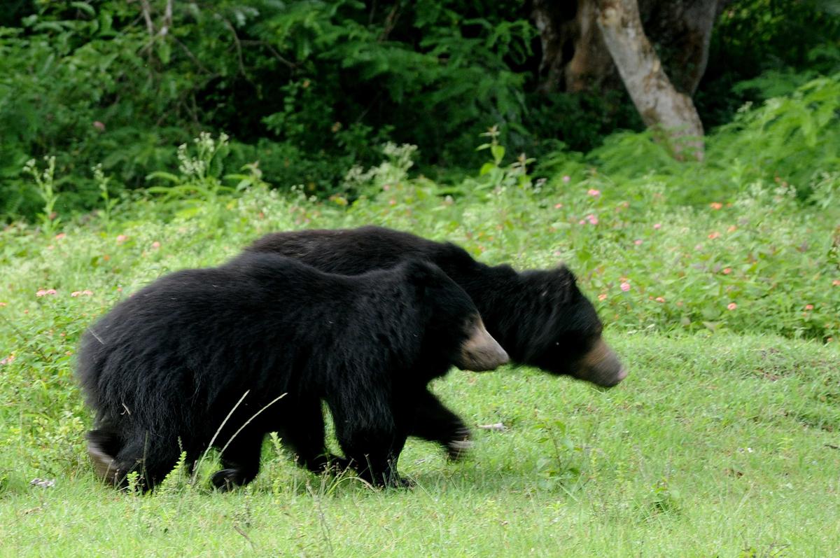 Conservationists flay ‘unscientific’ relocation of animals - The Hindu