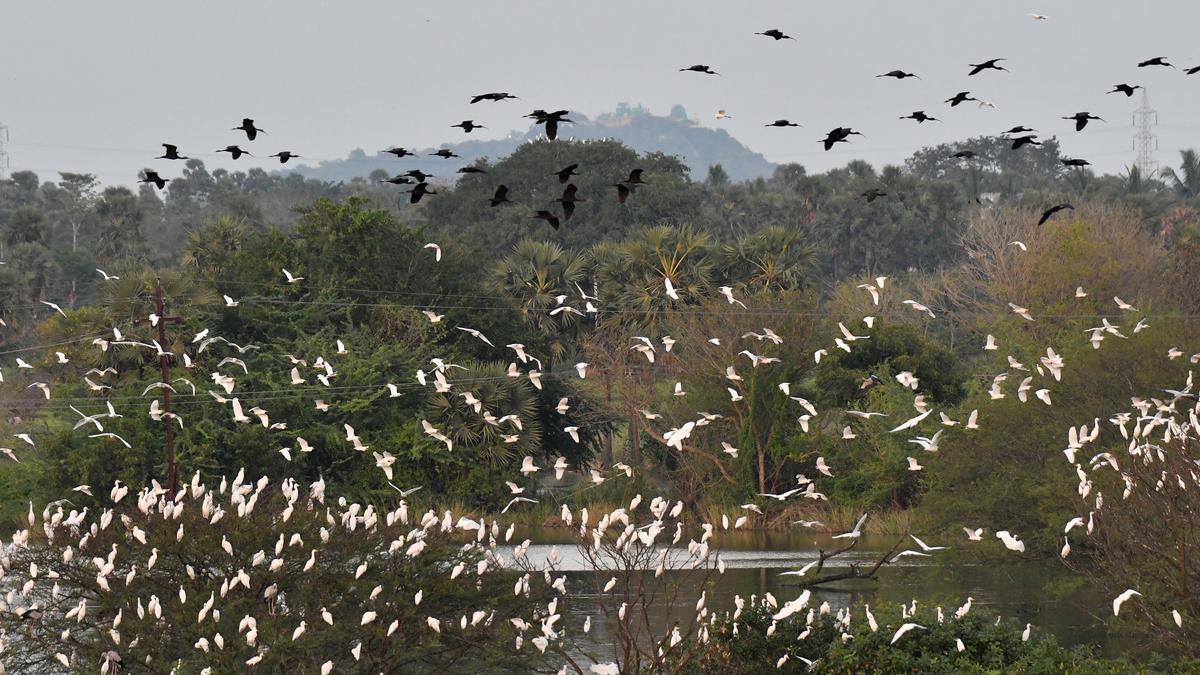 Vedanthangal, Pulicat among four bird sanctuaries to be developed - The ...