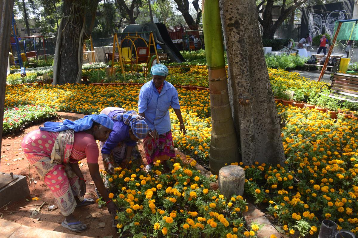 Live plants and flower show at Chennai’s Semmozhi Poonga from February ...