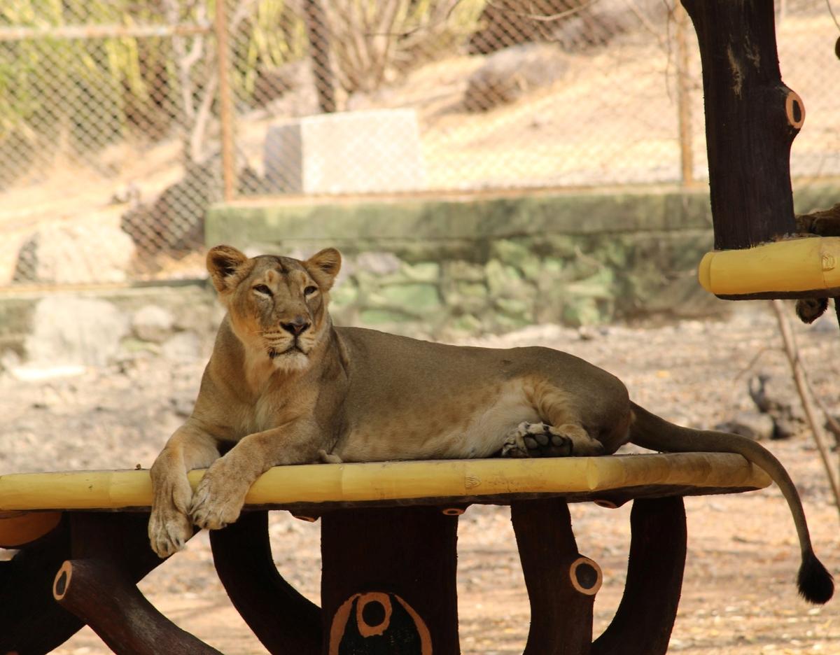 Comb Ducks, Asiatic Lioness among new additions to Pilikula Biological ...