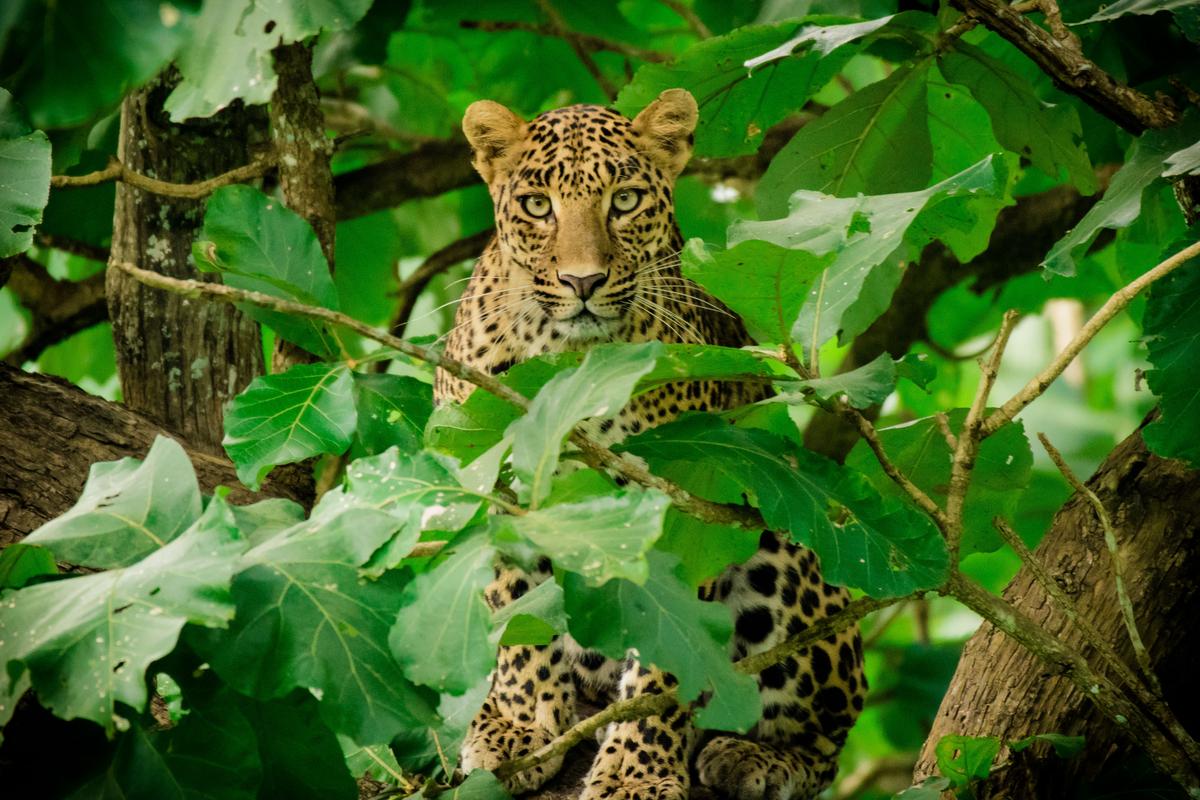 Diverse wildlife of the subcontinent - The Hindu