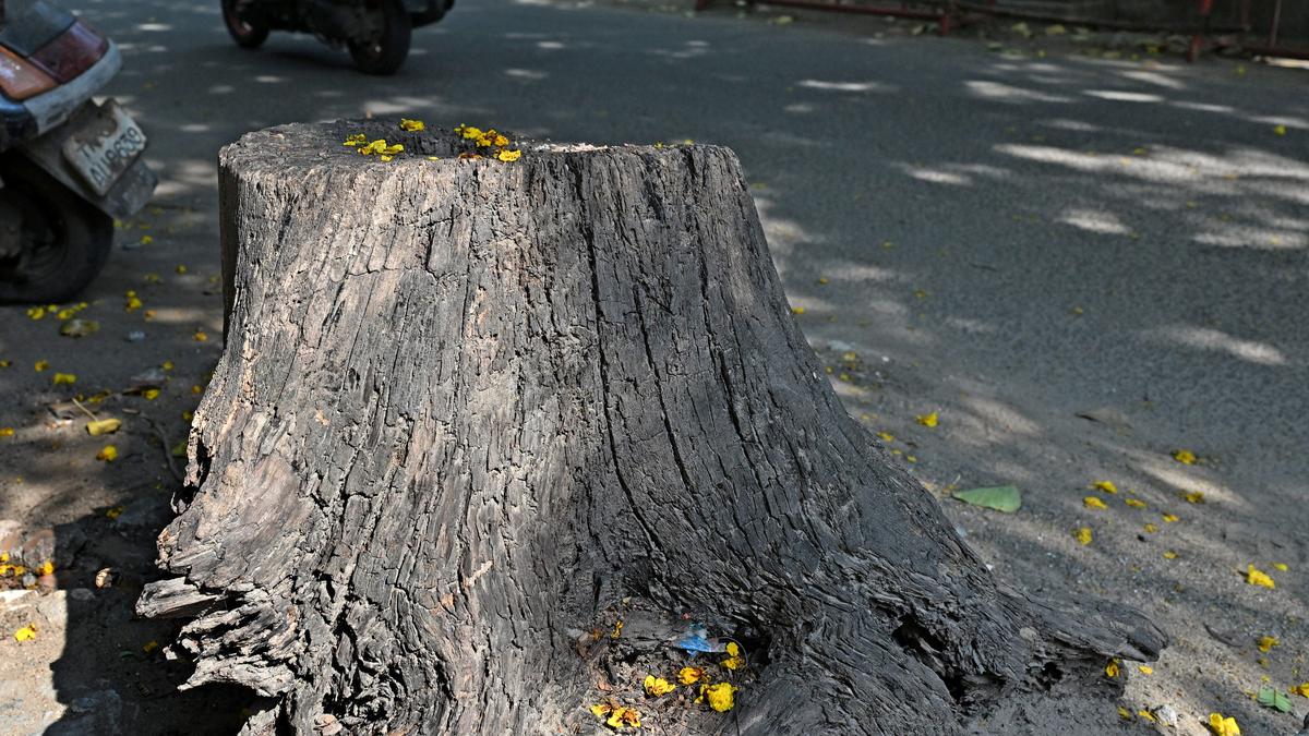 Chennai residents allege haphazard pruning of trees in Mylapore - The Hindu