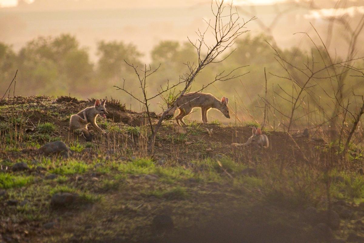 Unearthing the secrets of Indian savannas (For e-paper) - The Hindu